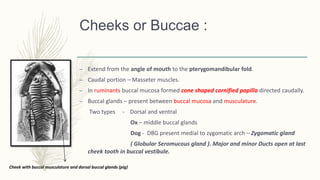 Anatomy of oral cavity in animals | pharynx | salivary glands | PPTX