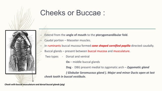 Anatomy of oral cavity in animals | pharynx | salivary glands | PPTX ...