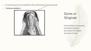 Anatomy of oral cavity in animals | pharynx | salivary glands | PPTX