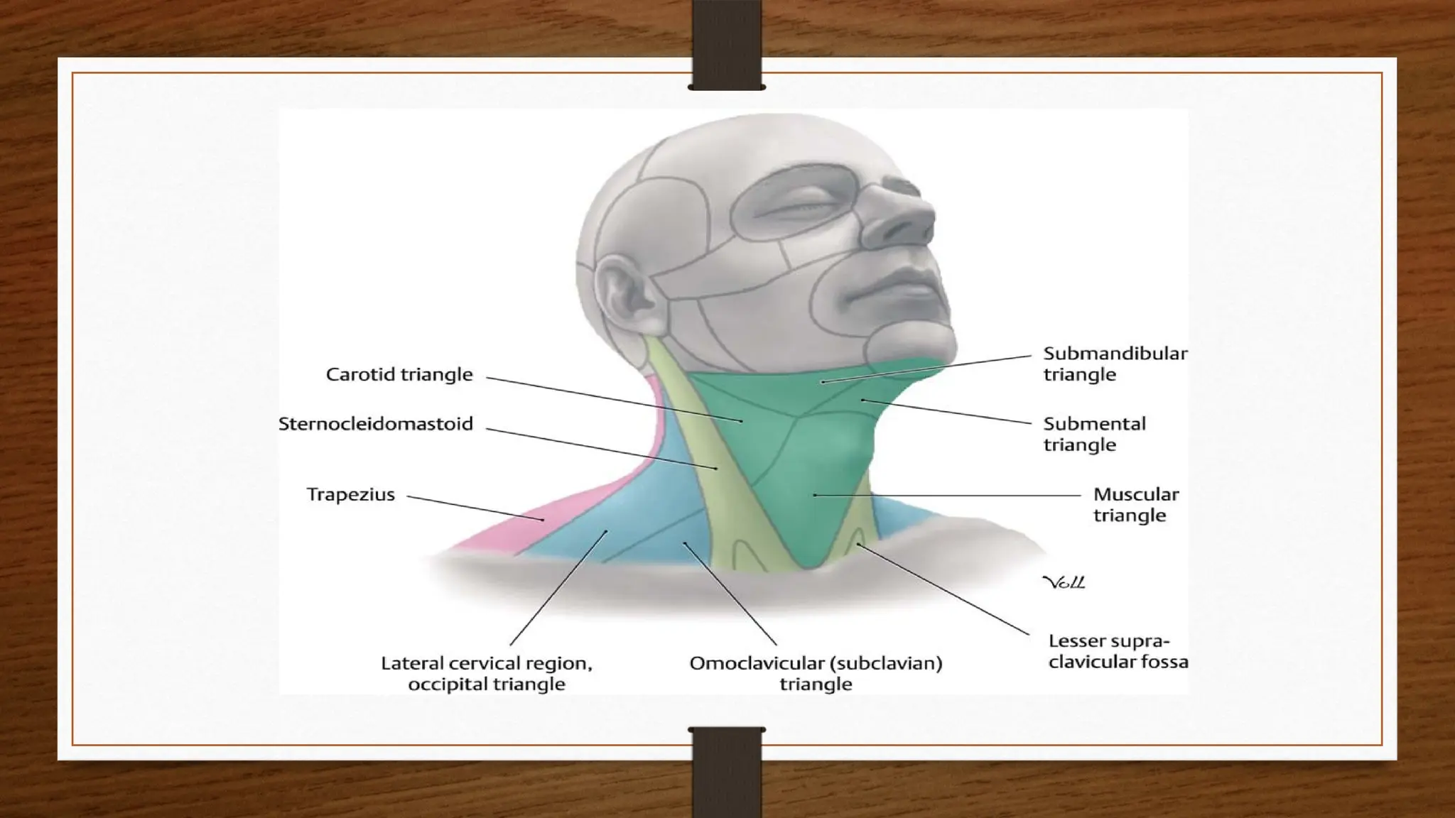 Anatomy of neck..triangles of the neck... | PPTX