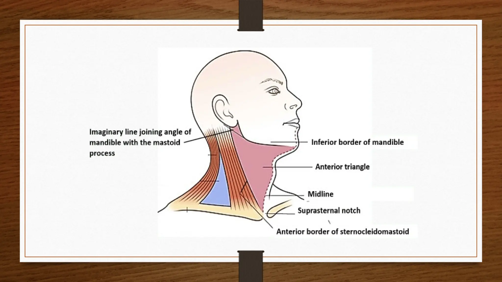 Anatomy of neck..triangles of the neck... | PPTX