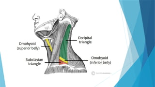 triangle of the neck...posterior triangles of the neck | PPTX