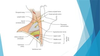 triangle of the neck...posterior triangles of the neck | PPTX