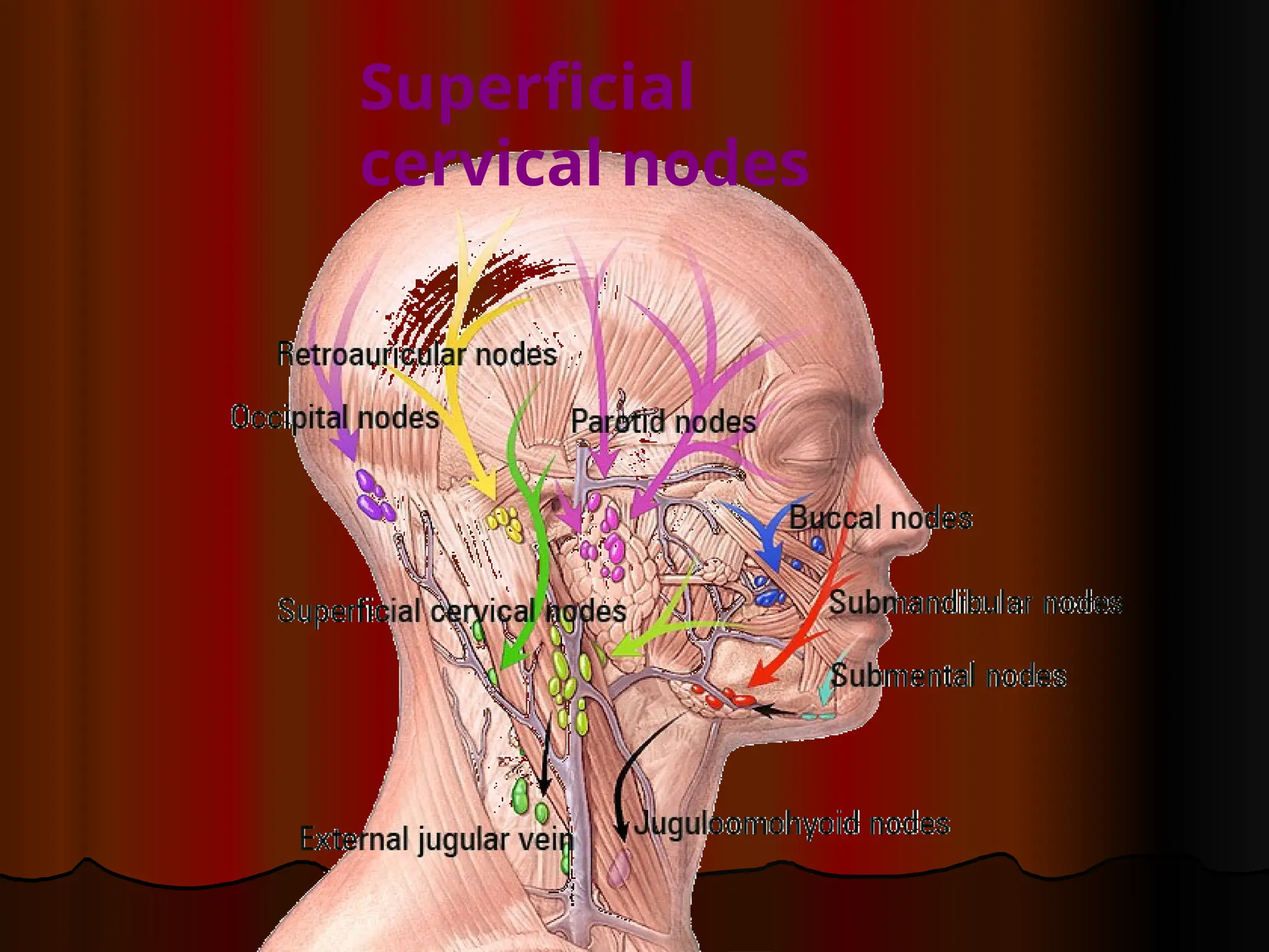 Anatomy of the head and neck ( blood supply and lymphatic drainage) | PPTX