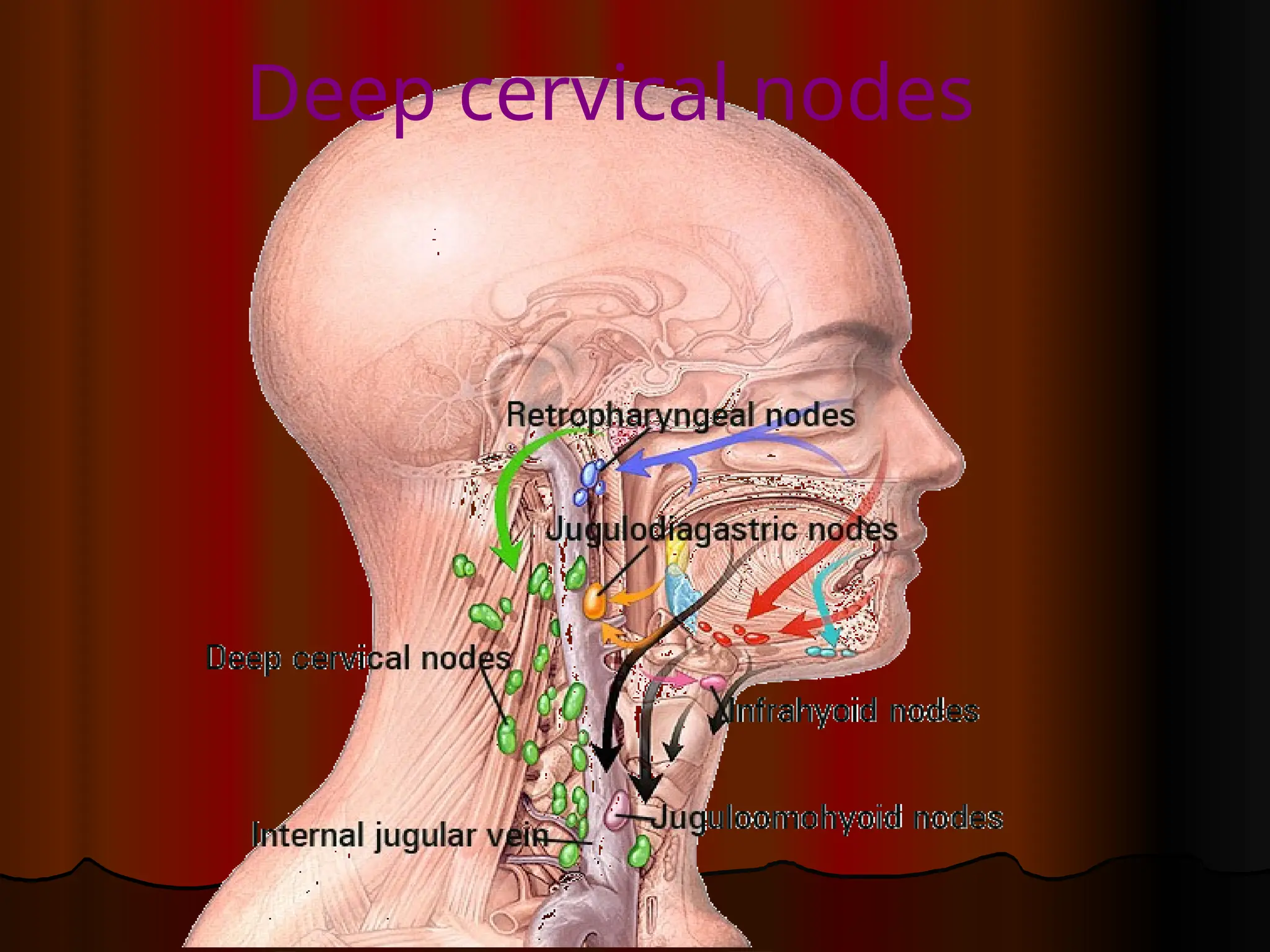 Anatomy of the head and neck ( blood supply and lymphatic drainage) | PPTX