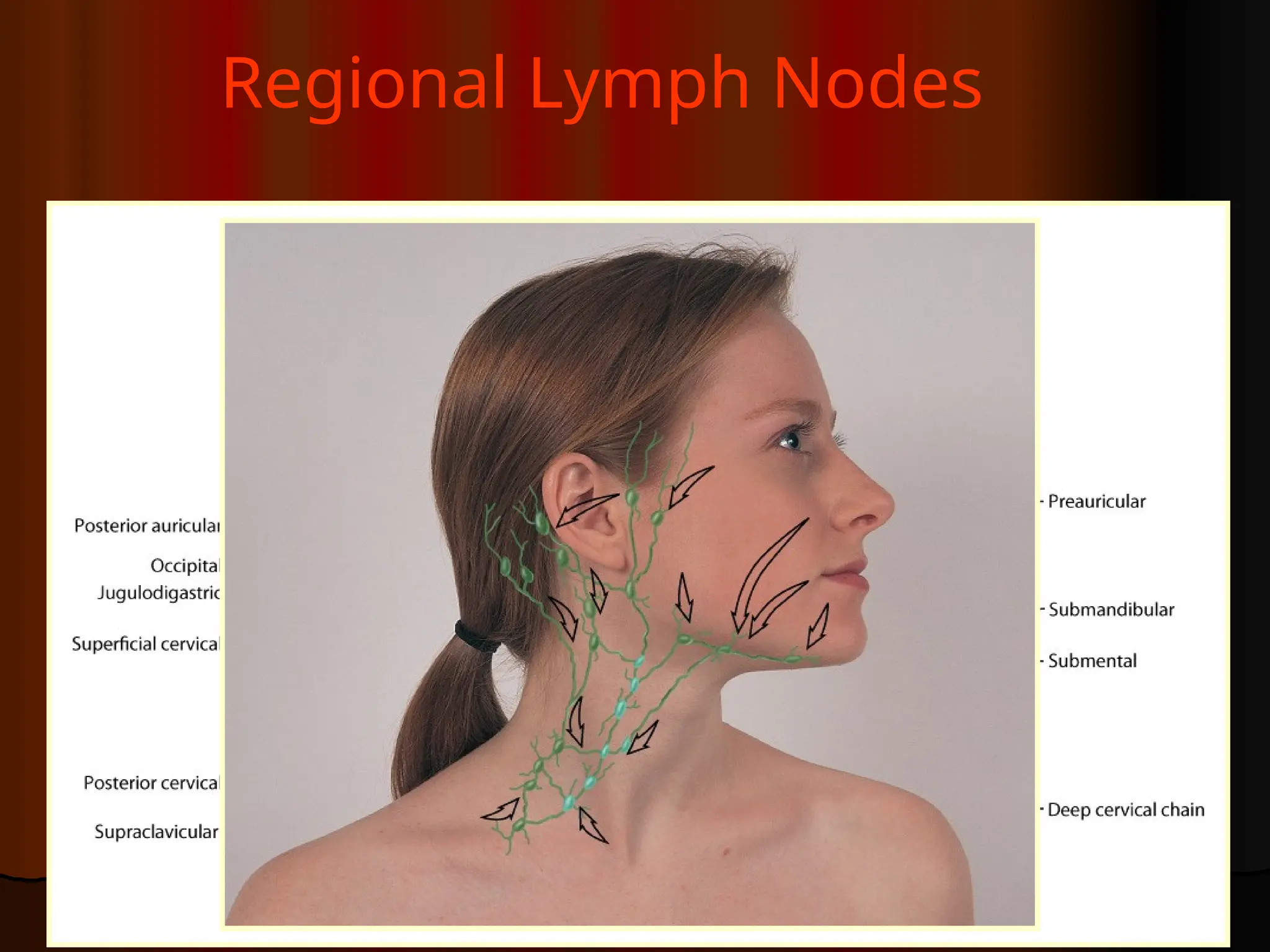 Anatomy of the head and neck ( blood supply and lymphatic drainage) | PPTX