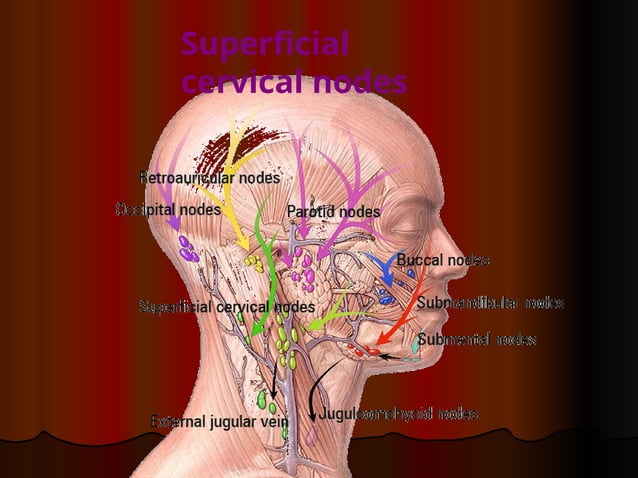 Anatomy of the head and neck ( blood supply and lymphatic drainage) | PPTX