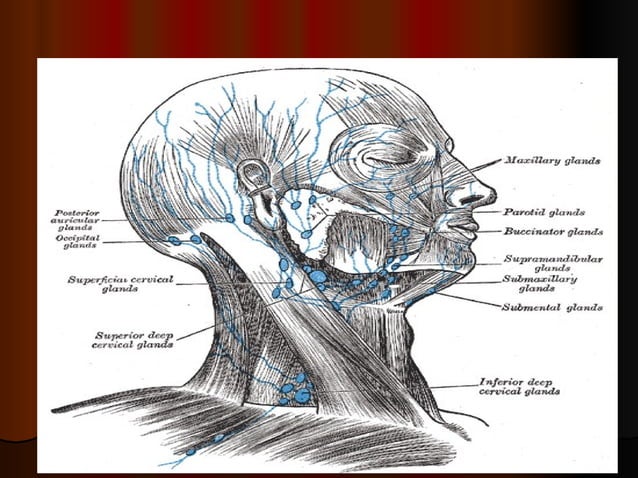 Anatomy of the head and neck ( blood supply and lymphatic drainage) | PPTX