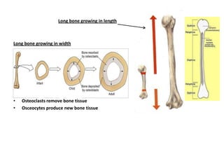 ossification | PPT