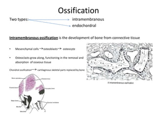 ossification | PPT