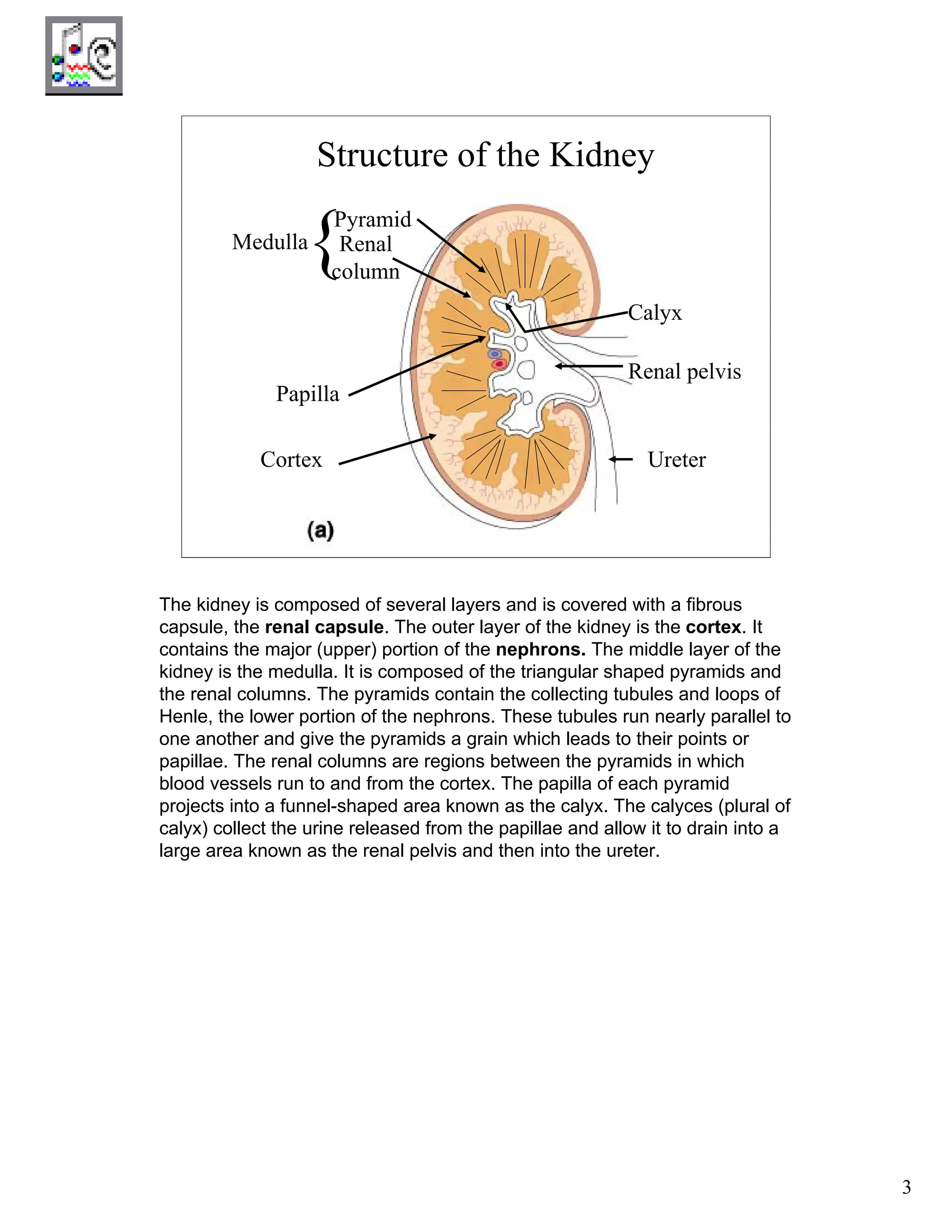 Anatomy of urinary system | PDF