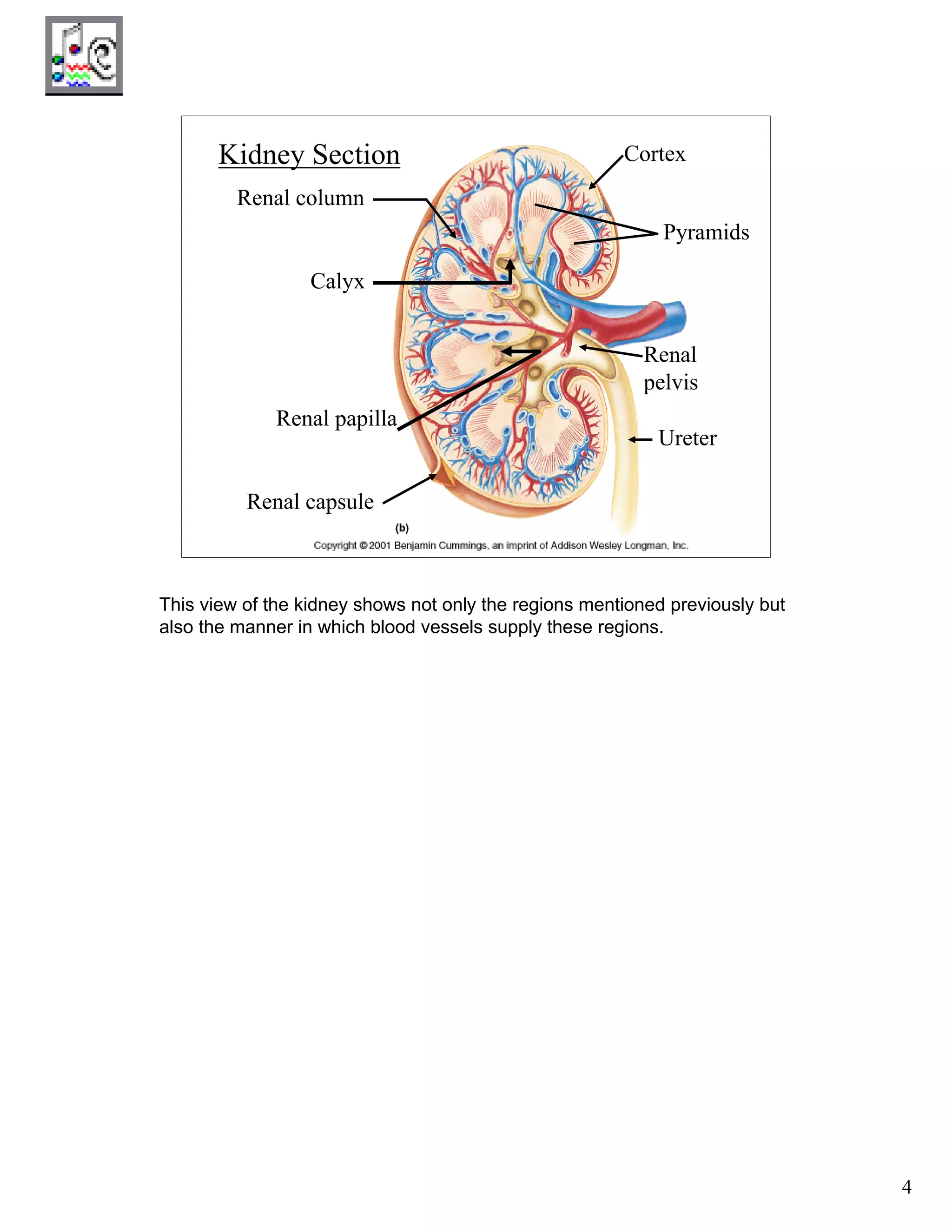 Anatomy of urinary system | PDF
