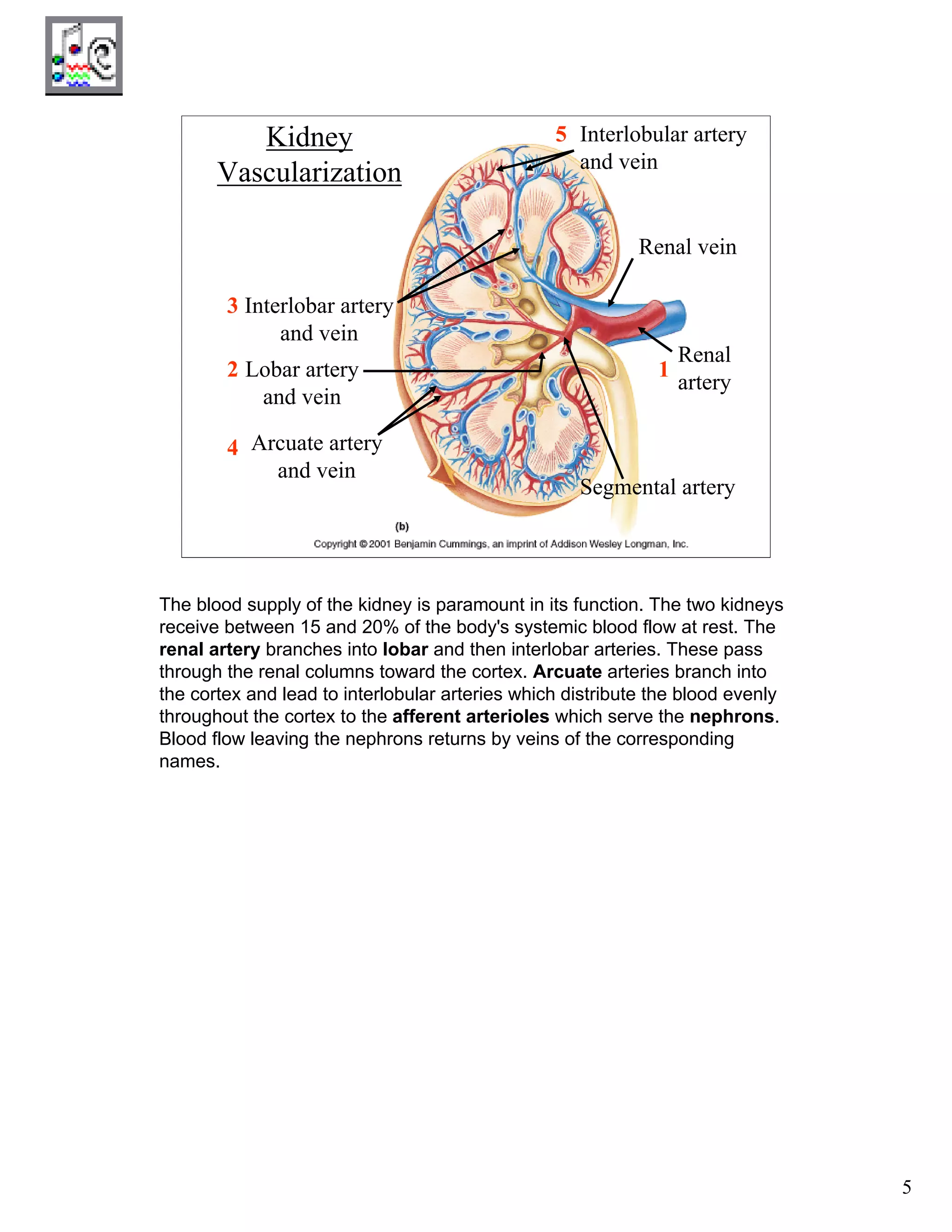 Anatomy of urinary system | PDF