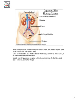 Organs Of The Urinary System
