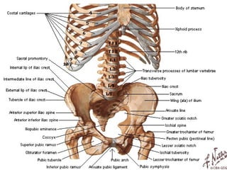 Anatomy abdomen.ppt Presentation for Abdomen | PPT