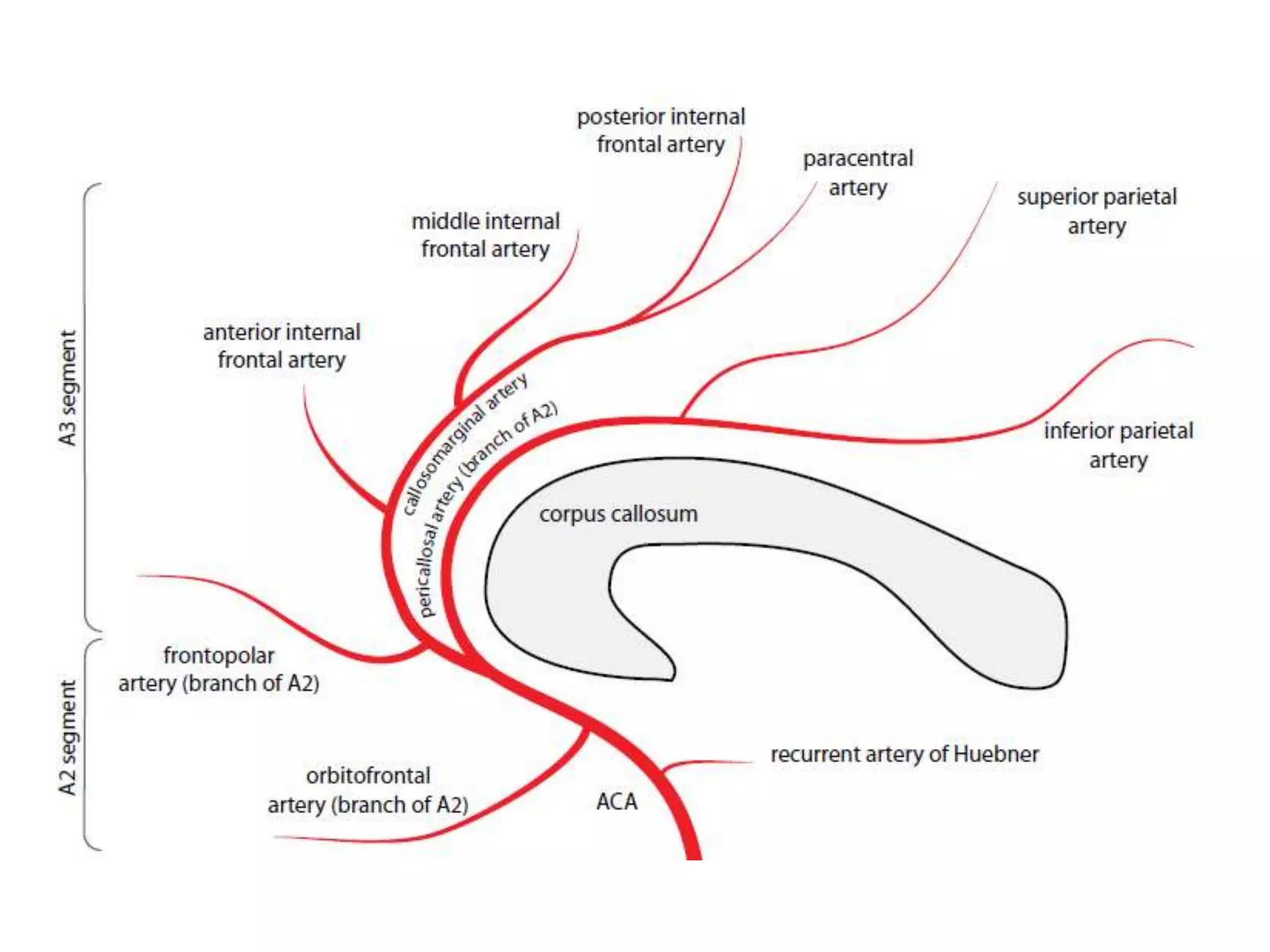 Anatomy of the anterior cerebral artery (ACA) | PPT | Death, Injury, or ...