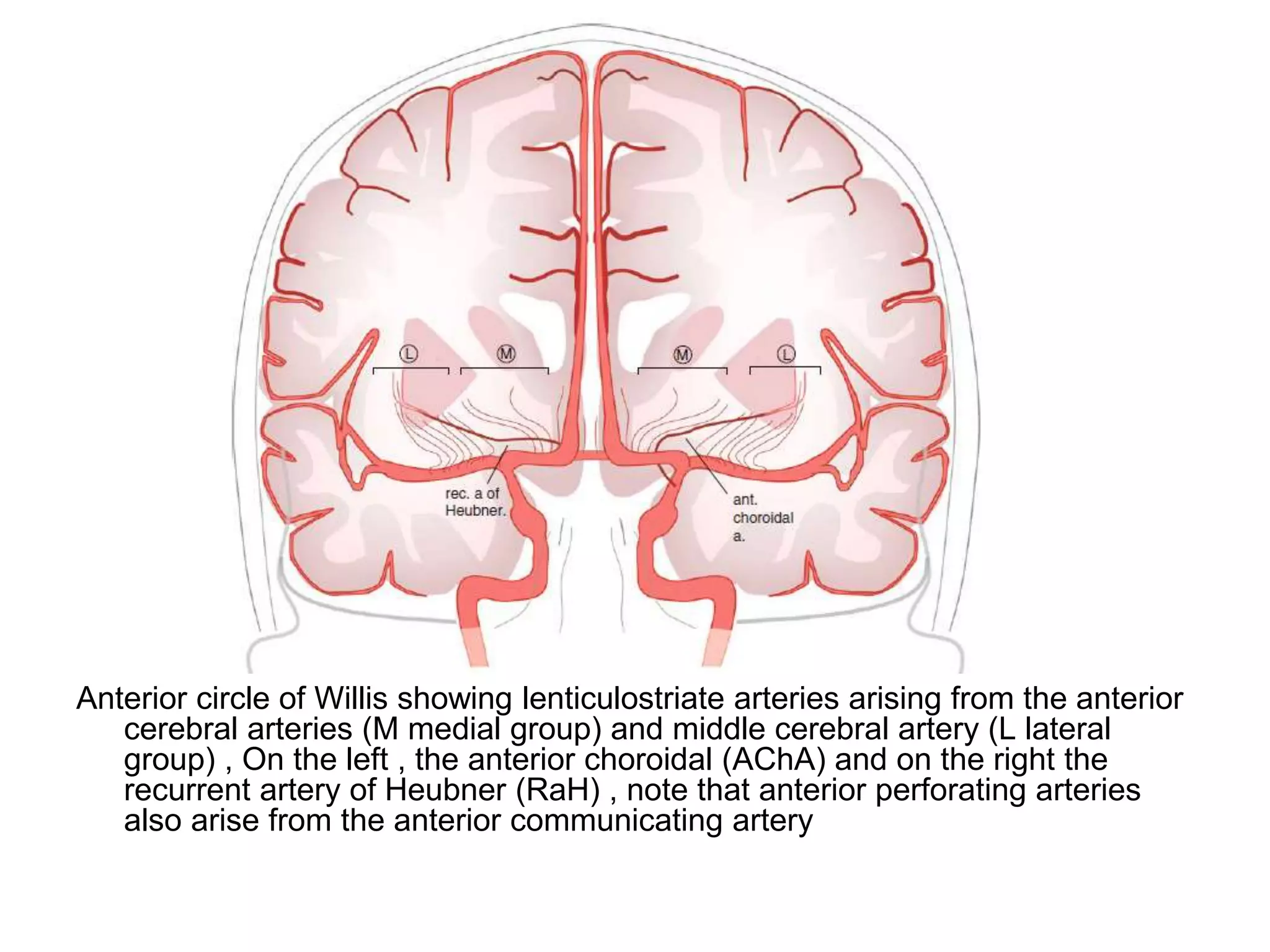 Anatomy of the anterior cerebral artery (ACA) | PPT