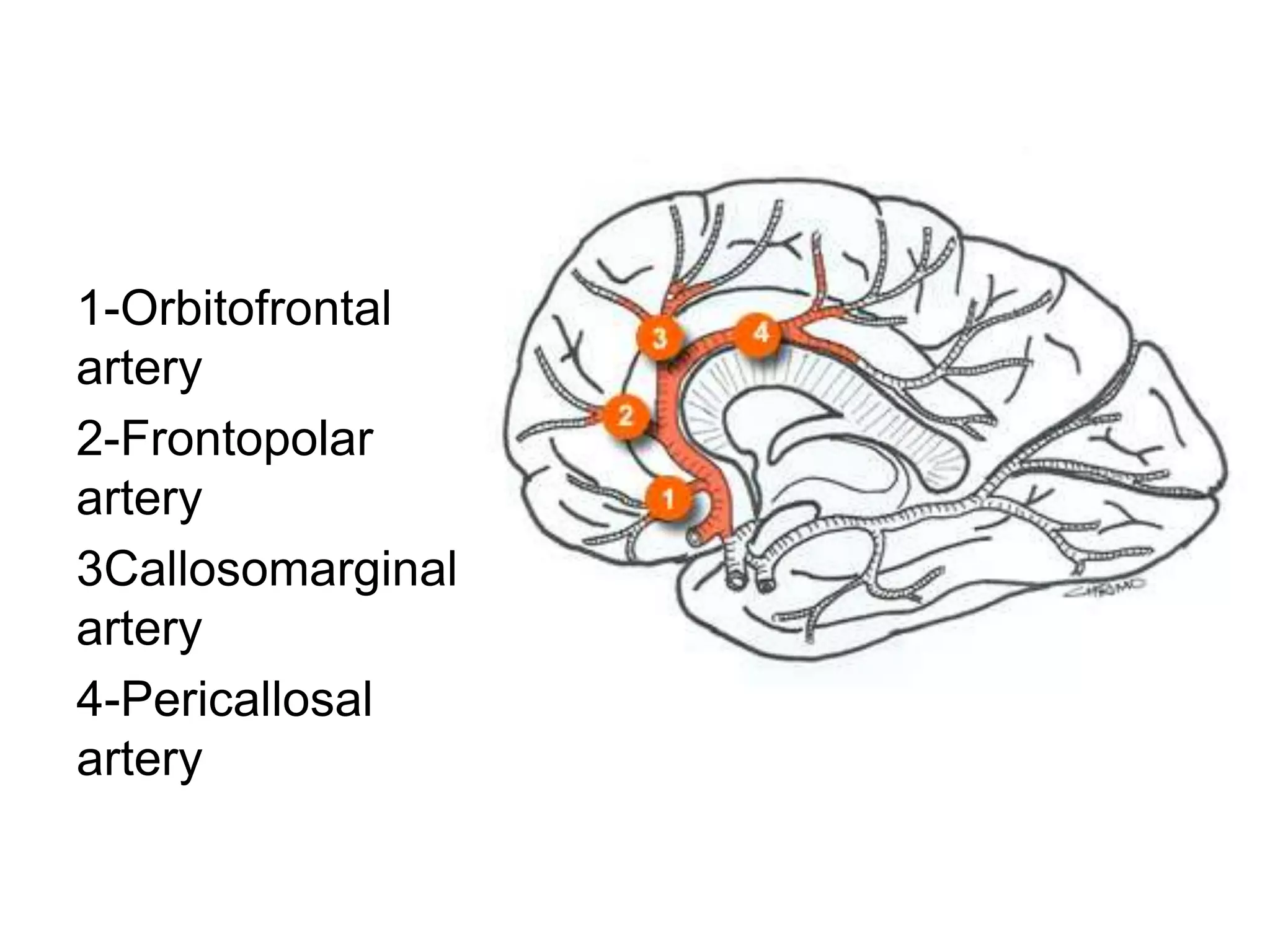 Anatomy of the anterior cerebral artery (ACA) | PPT