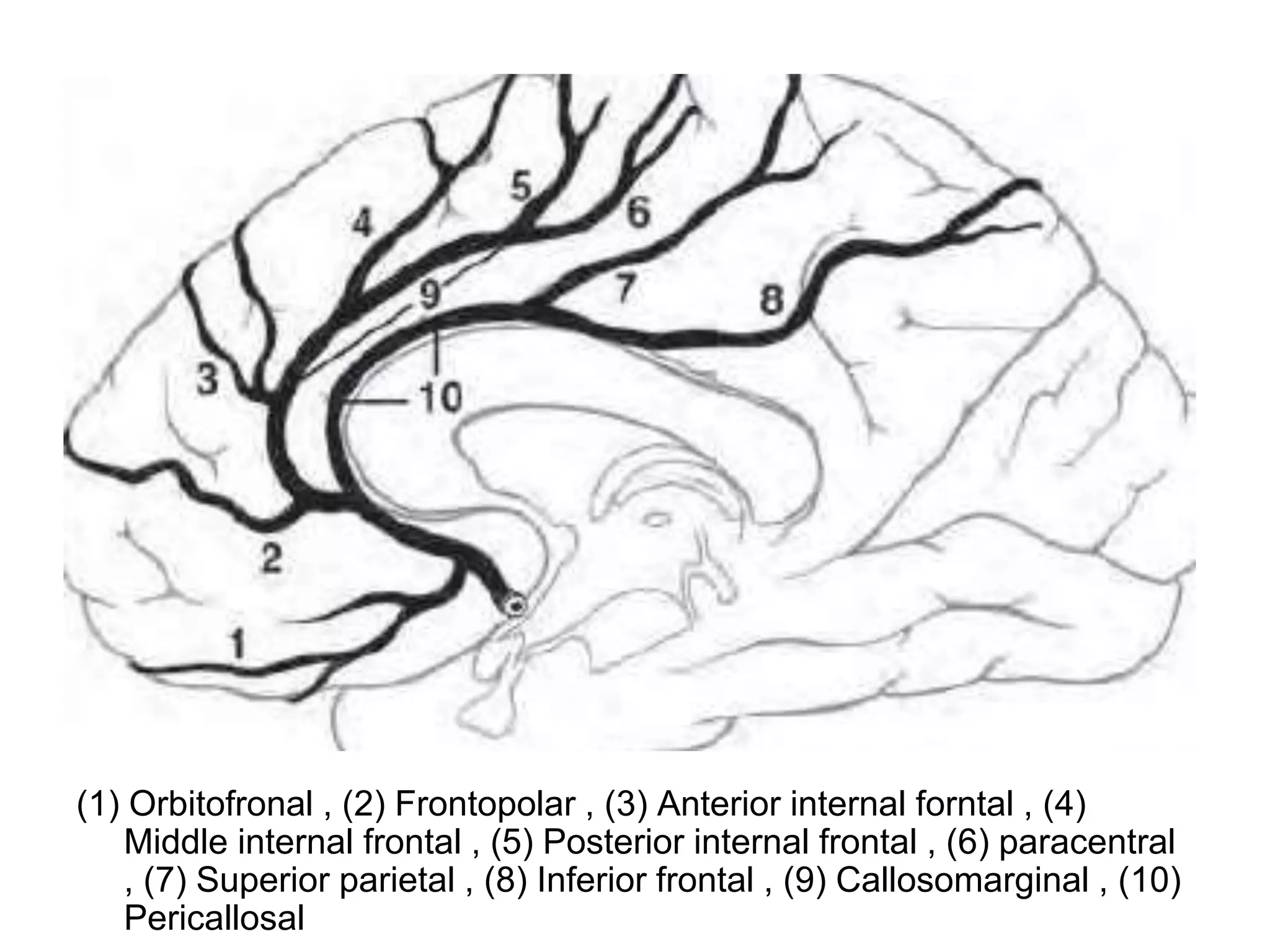 Anatomy of the anterior cerebral artery (ACA) | PPT