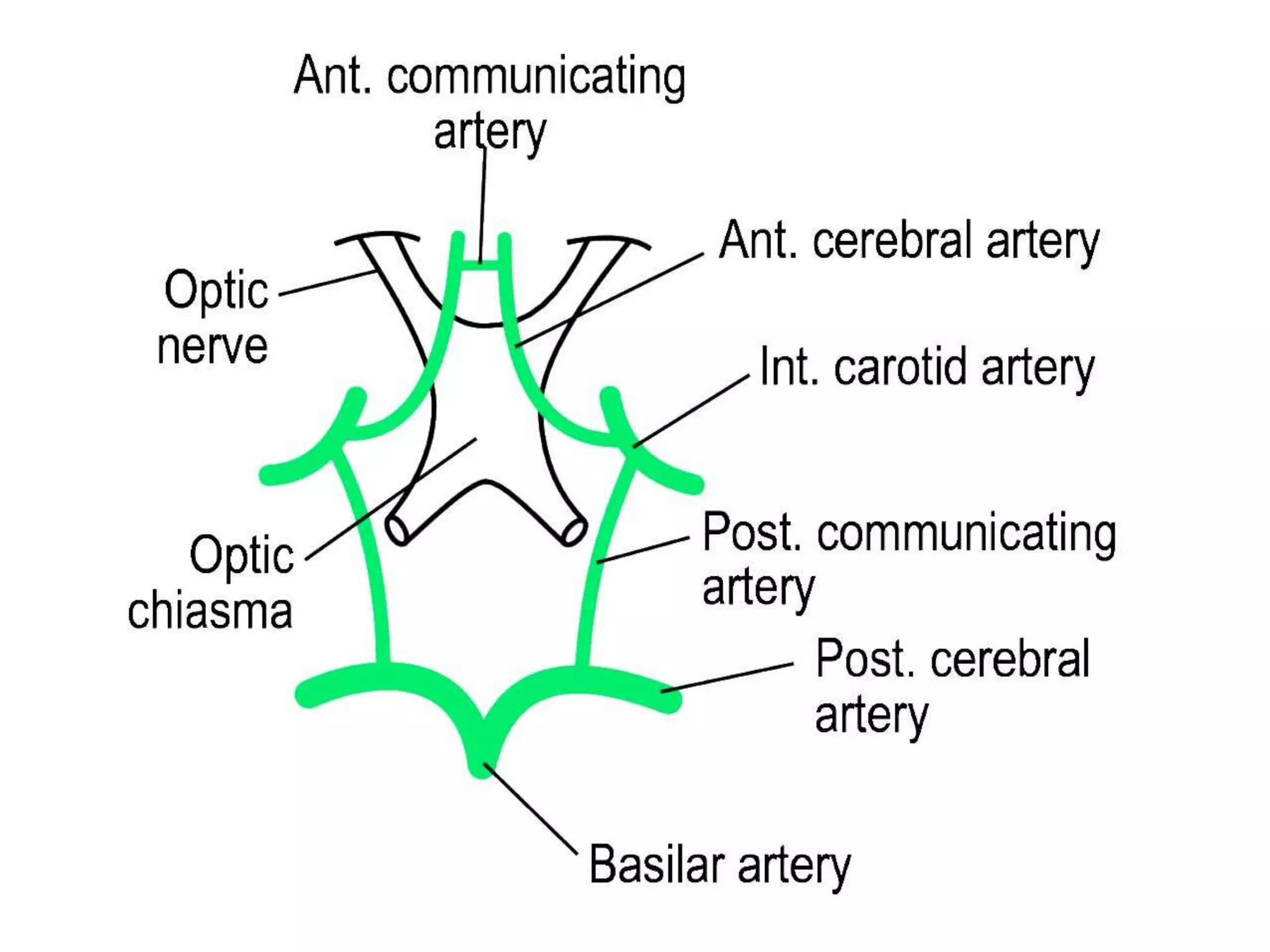 Anatomy of the anterior cerebral artery (ACA) | PPT