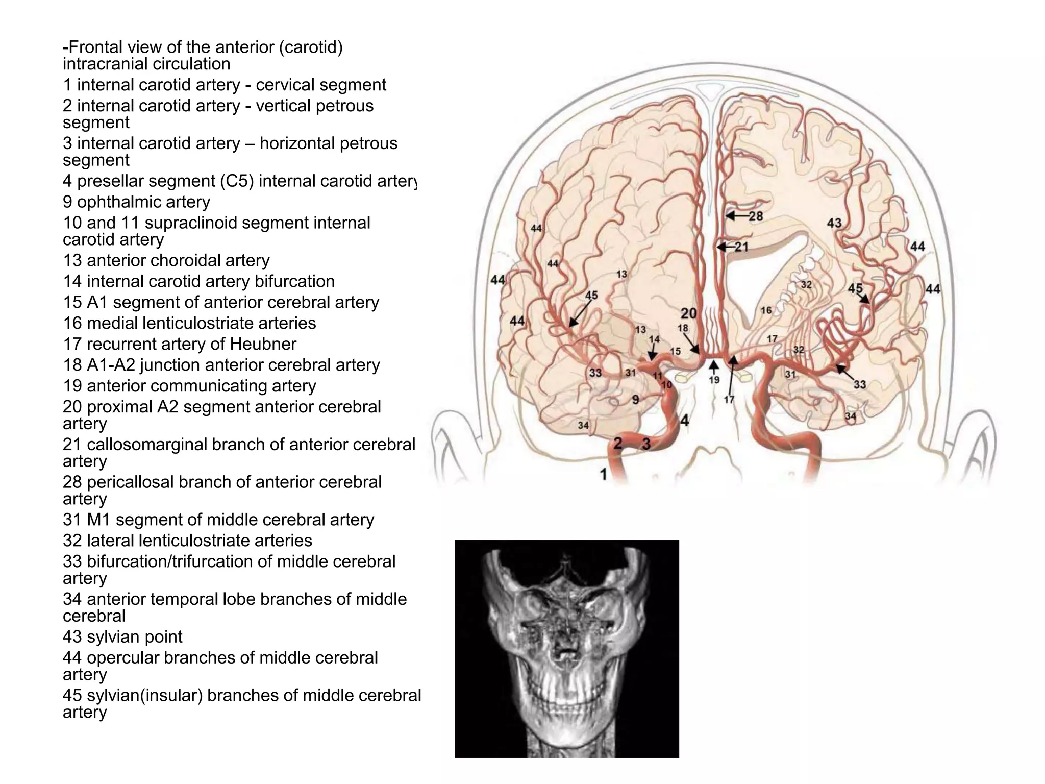 Anatomy of the anterior cerebral artery (ACA) | PPT