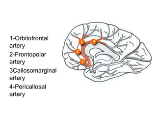 Anatomy of the anterior cerebral artery (ACA) | PPT
