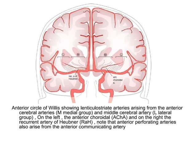 Anatomy of the anterior cerebral artery (ACA)