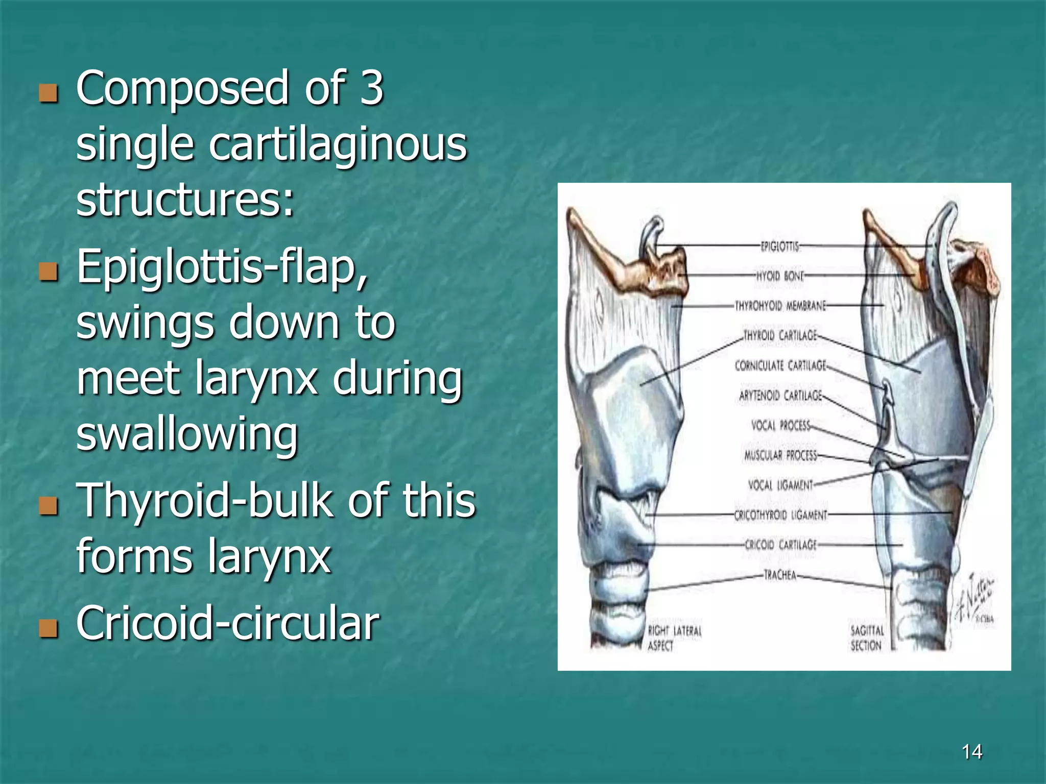 Anatomy of airway | PPT