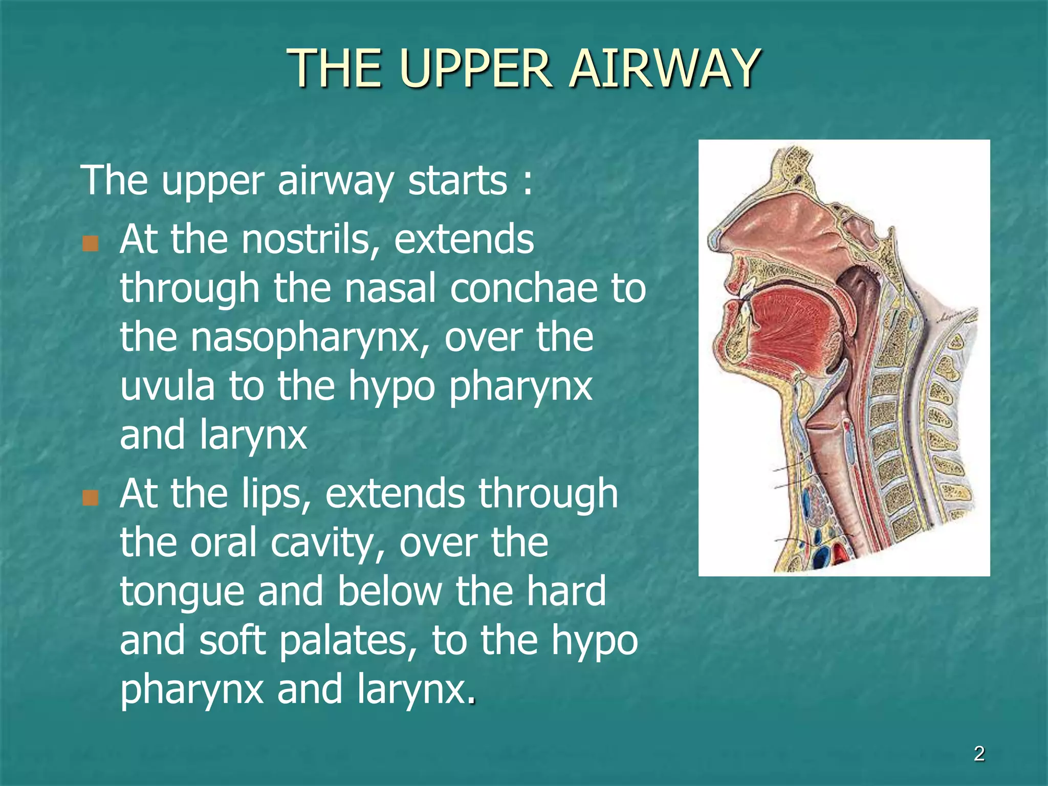 Anatomy of airway | PPT