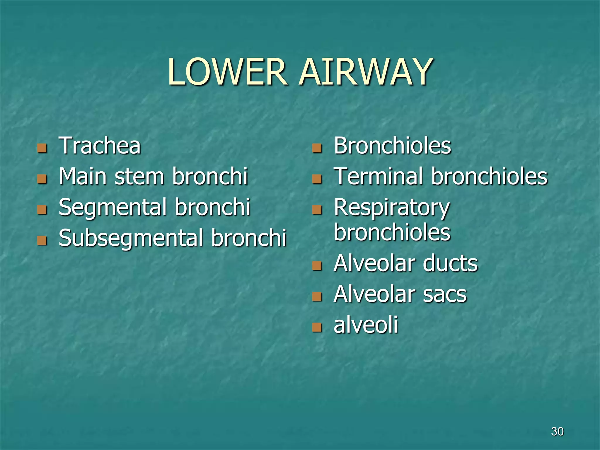 Anatomy of airway | PPT