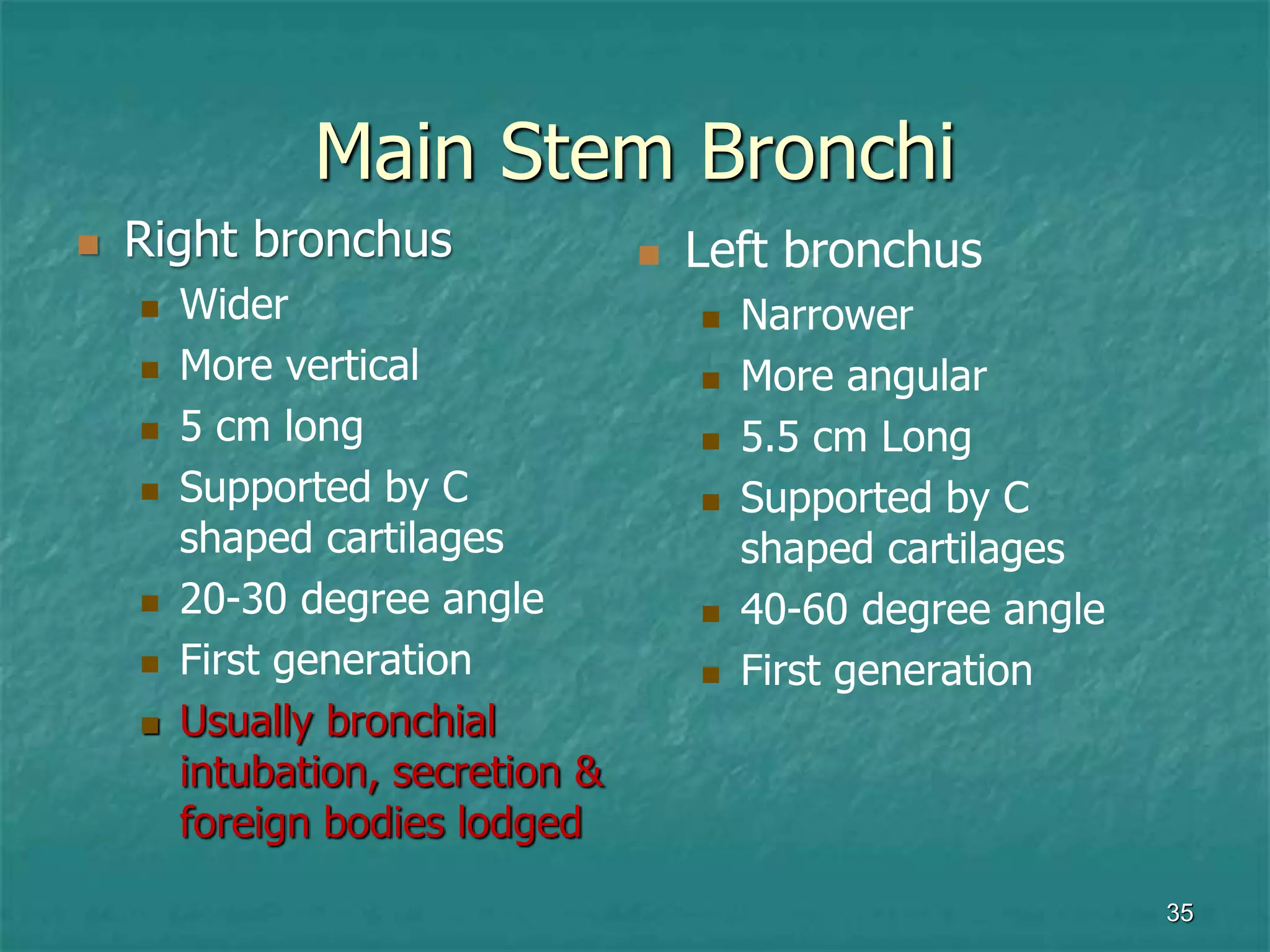 Anatomy of airway | PPT