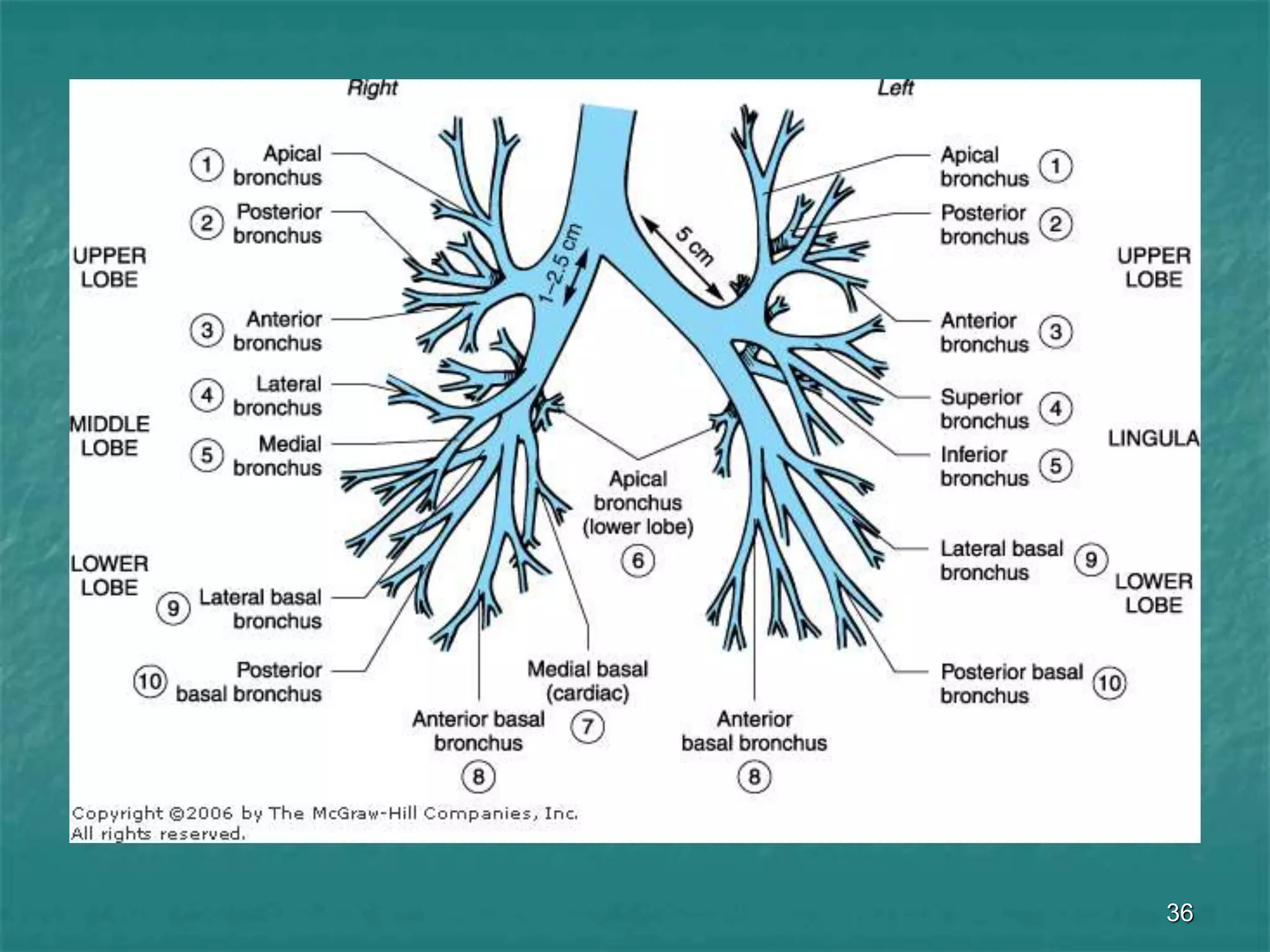 Anatomy of airway | PPT