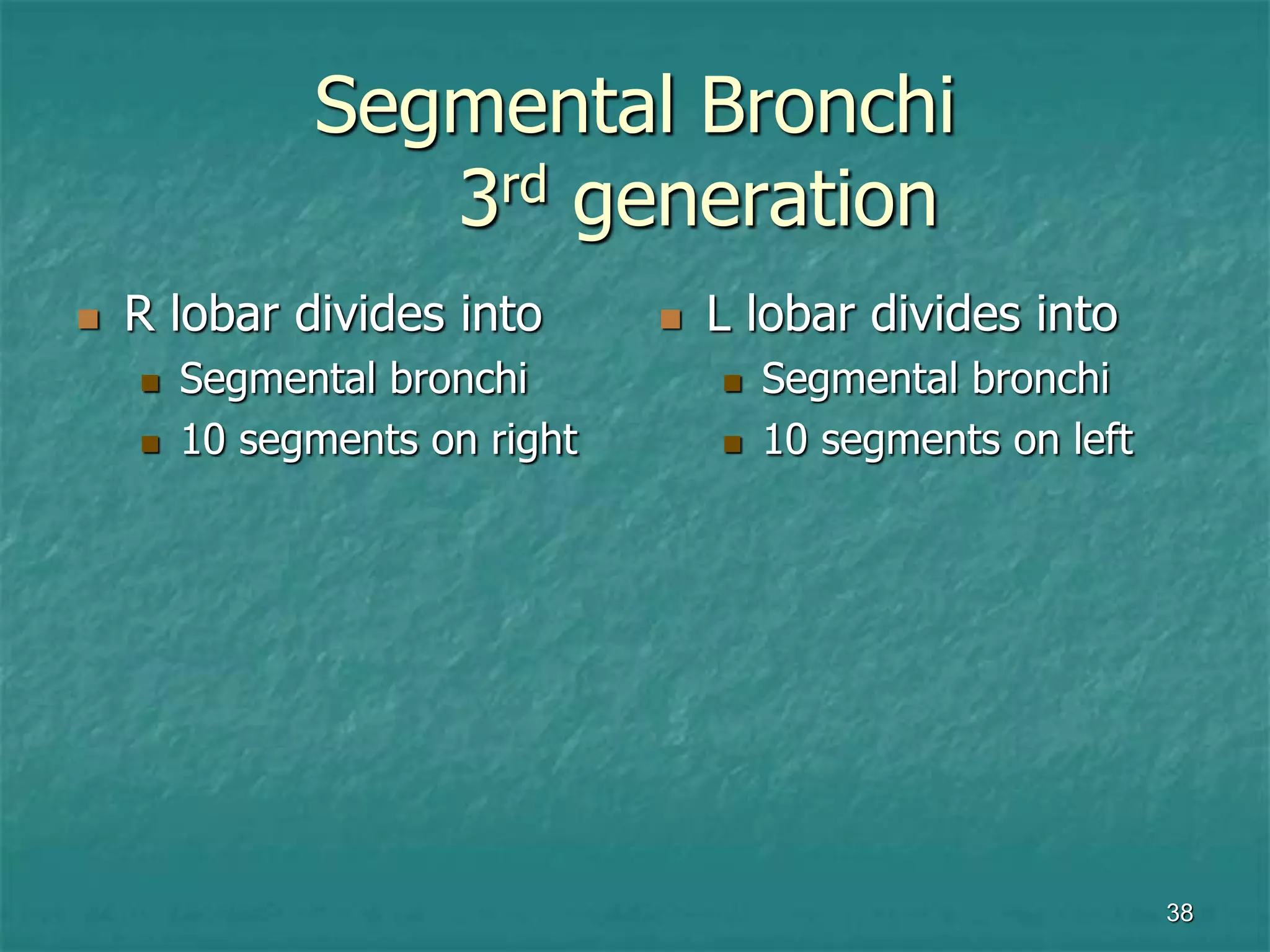 Anatomy of airway | PPT
