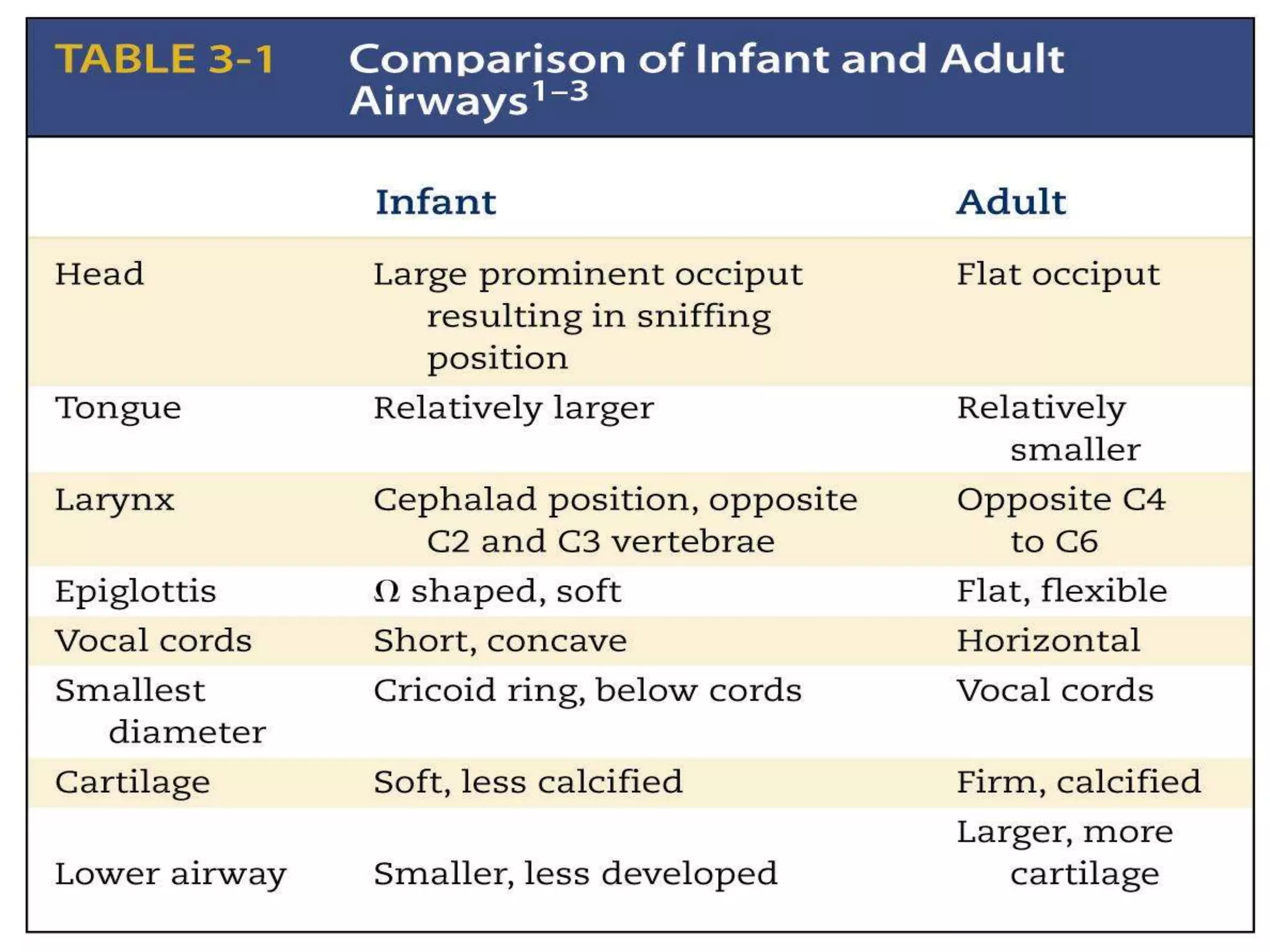Anatomy of airway | PPT