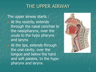 Anatomy of airway | PPT
