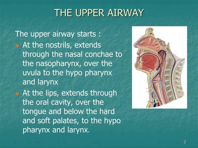 Anatomy of airway | PPT