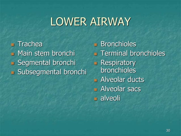 Anatomy of airway | PPT