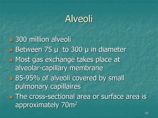Anatomy of airway | PPT