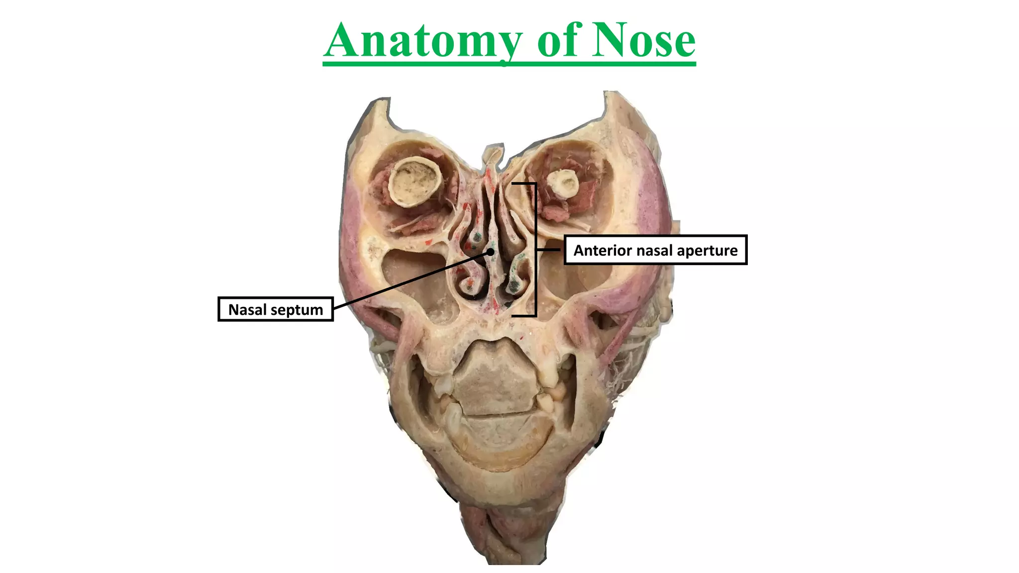 Anatomy (anatomy of air passage) | PDF