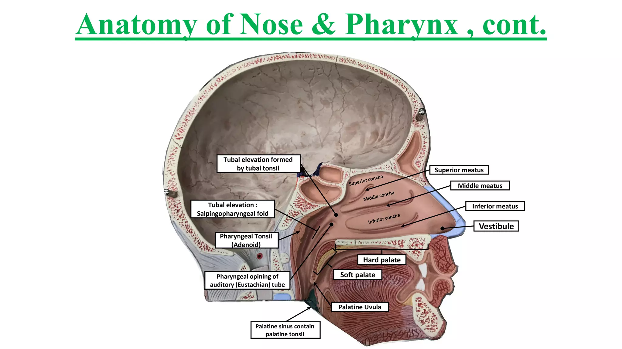 Anatomy (anatomy of air passage) | PDF