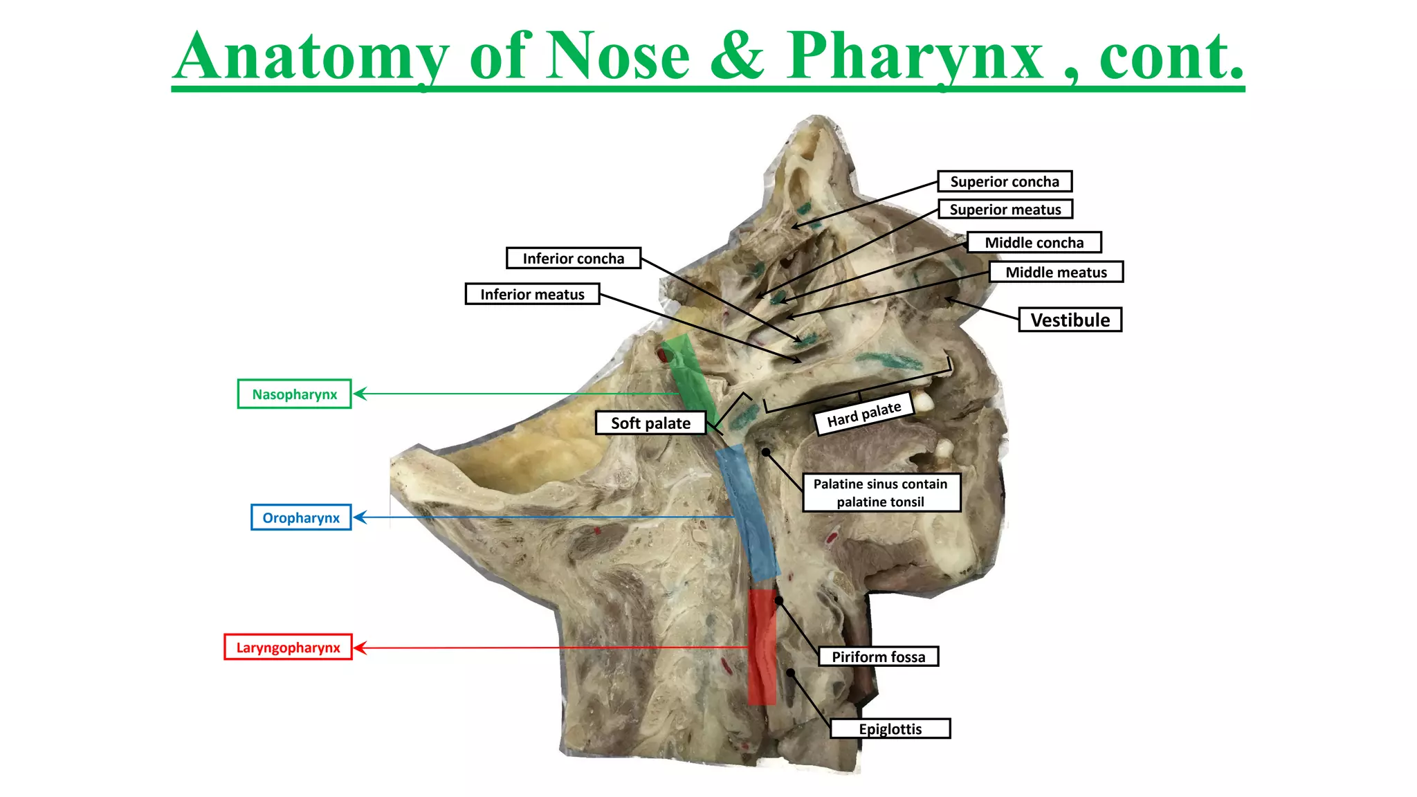Anatomy (anatomy of air passage) | PDF