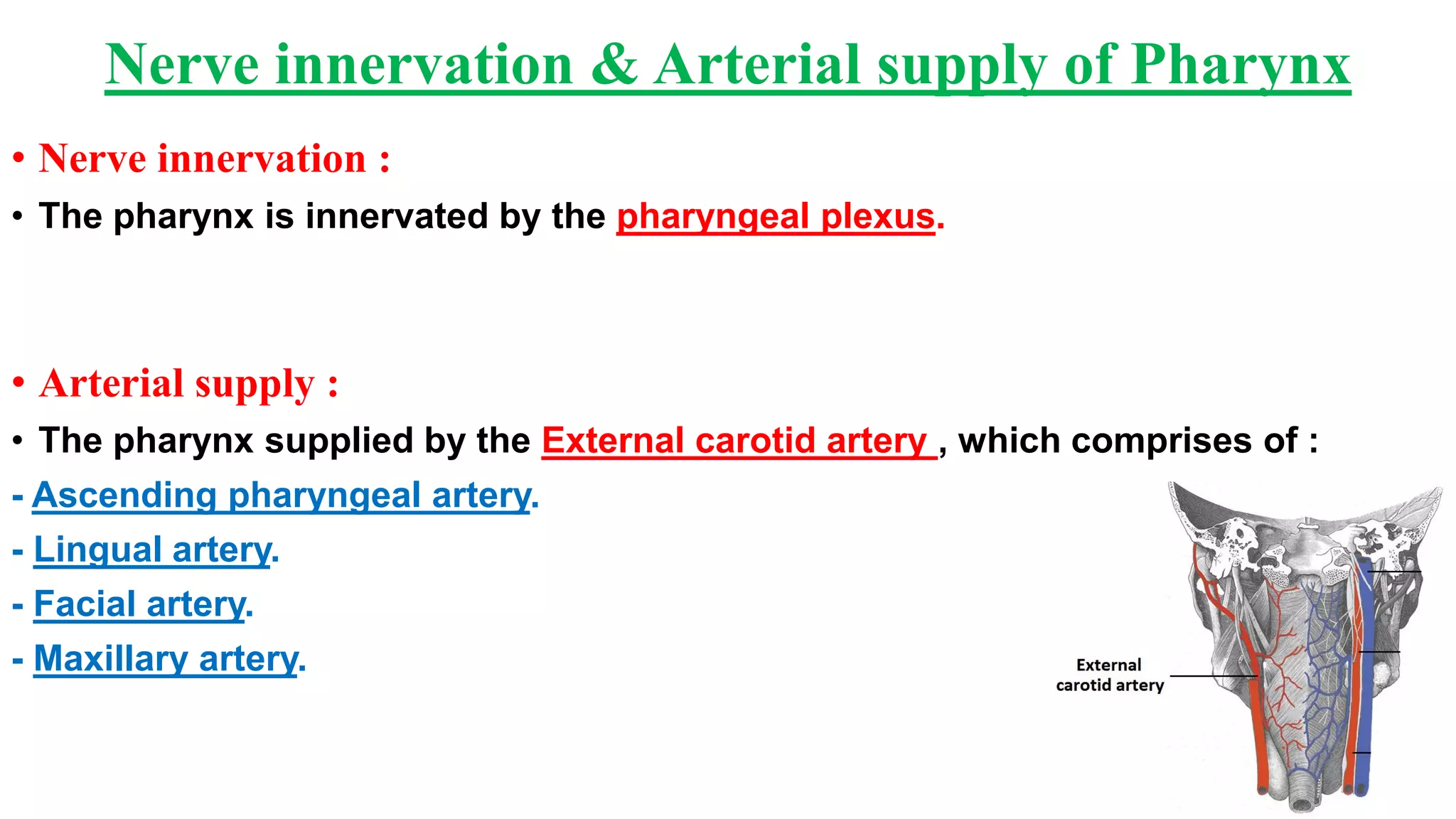 Anatomy (anatomy of air passage) | PDF