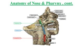 Anatomy (anatomy of air passage) | PDF