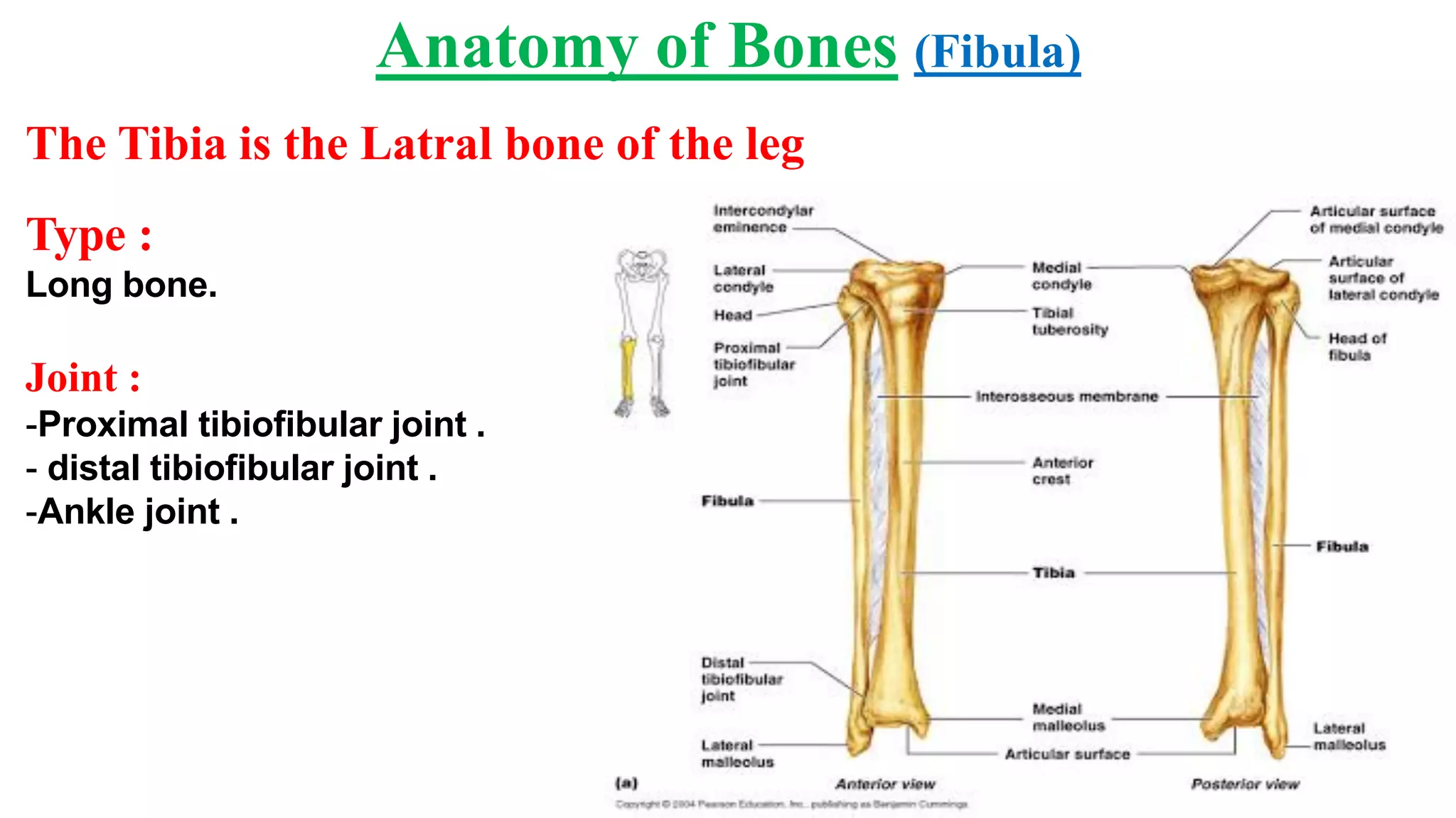 Anatomy (anatomy of bone, joint and muscles of lower limb) | PDF
