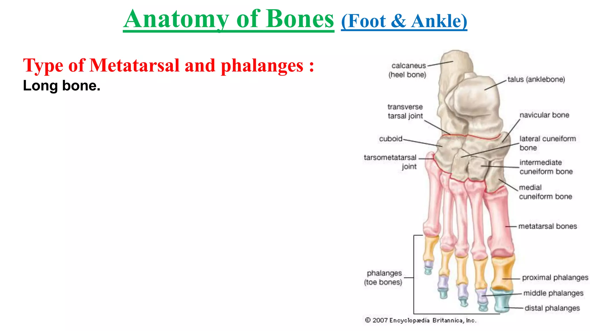 Anatomy (anatomy of bone, joint and muscles of lower limb) | PDF
