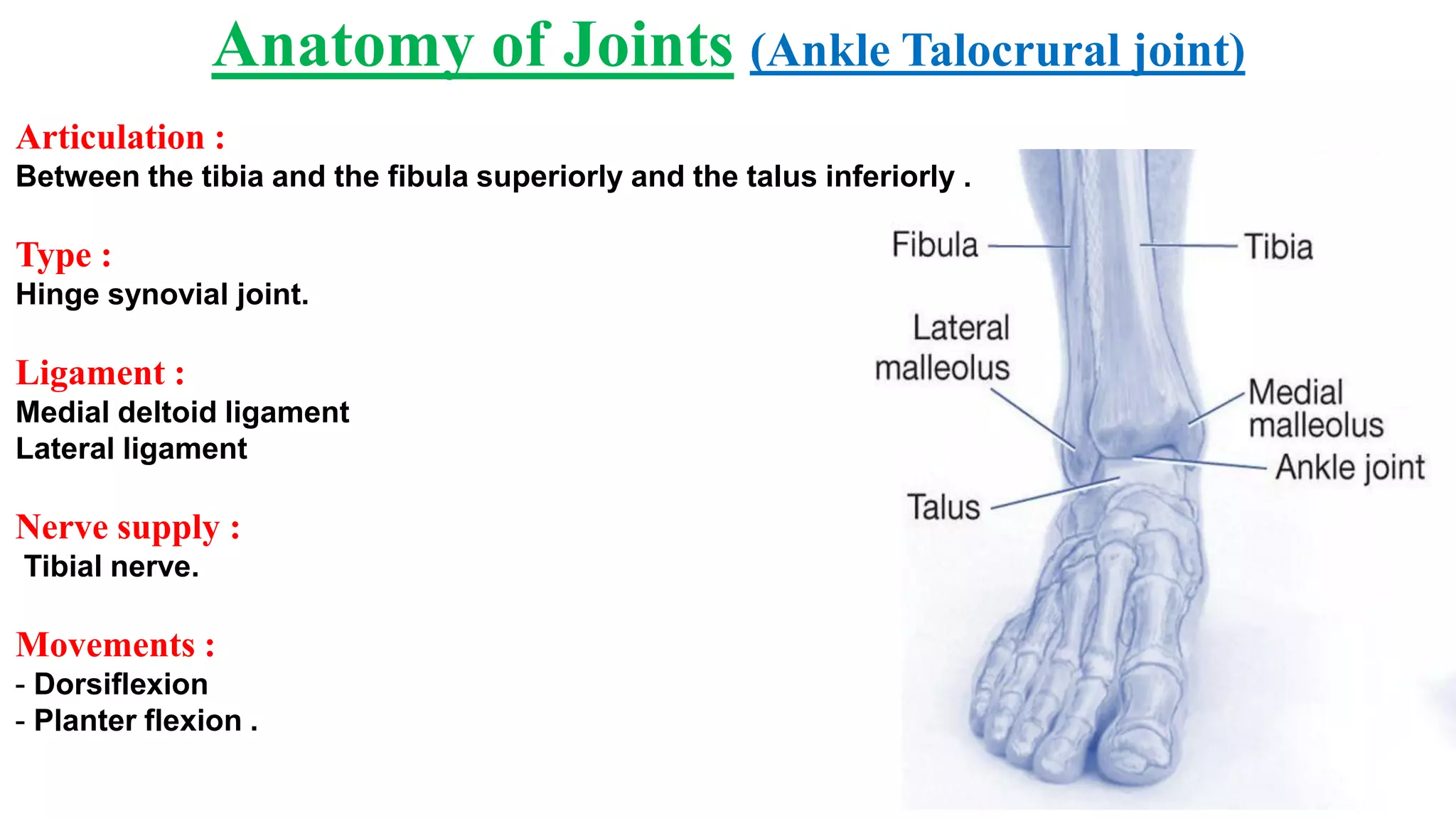 Anatomy (anatomy of bone, joint and muscles of lower limb) | PDF