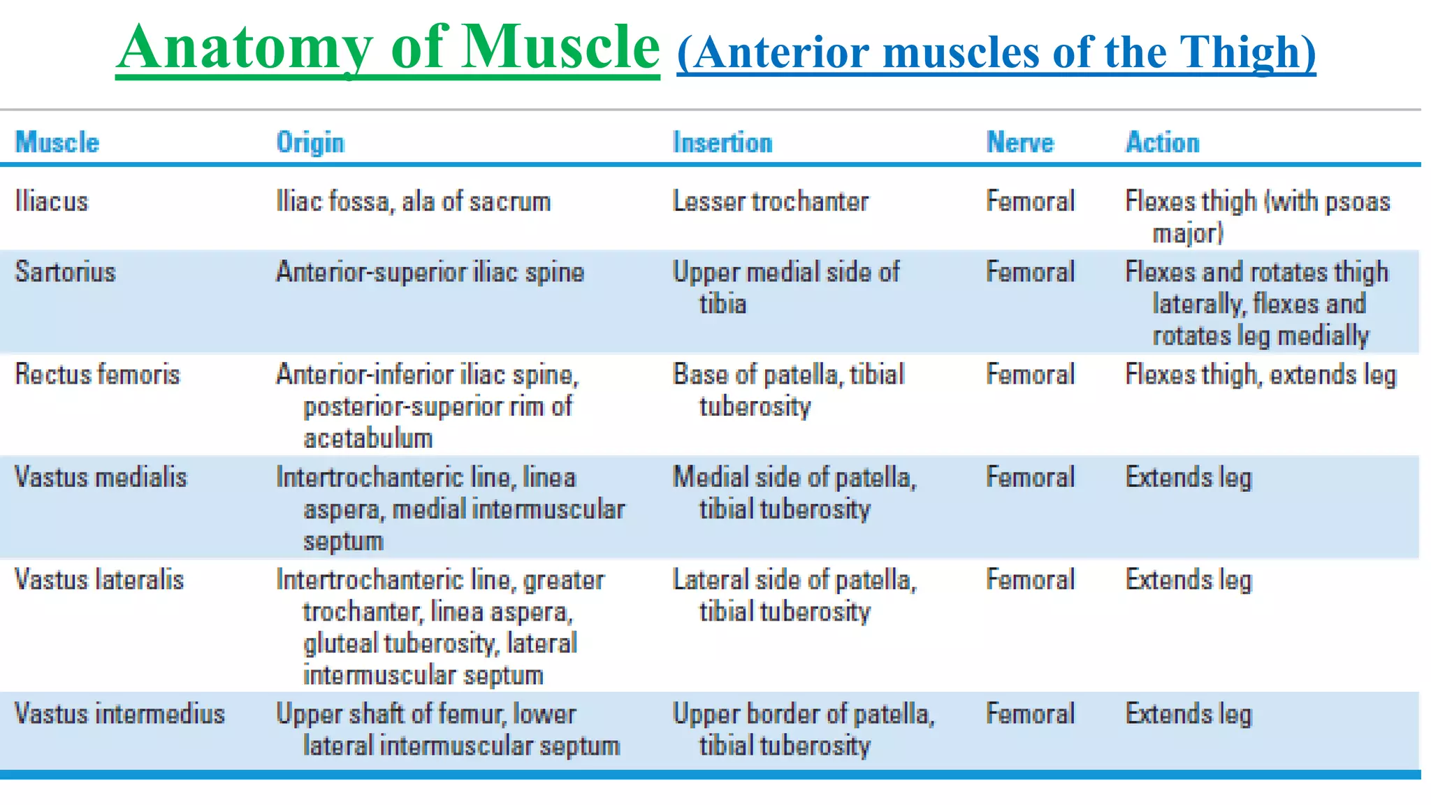 Anatomy (anatomy of bone, joint and muscles of lower limb) | PDF