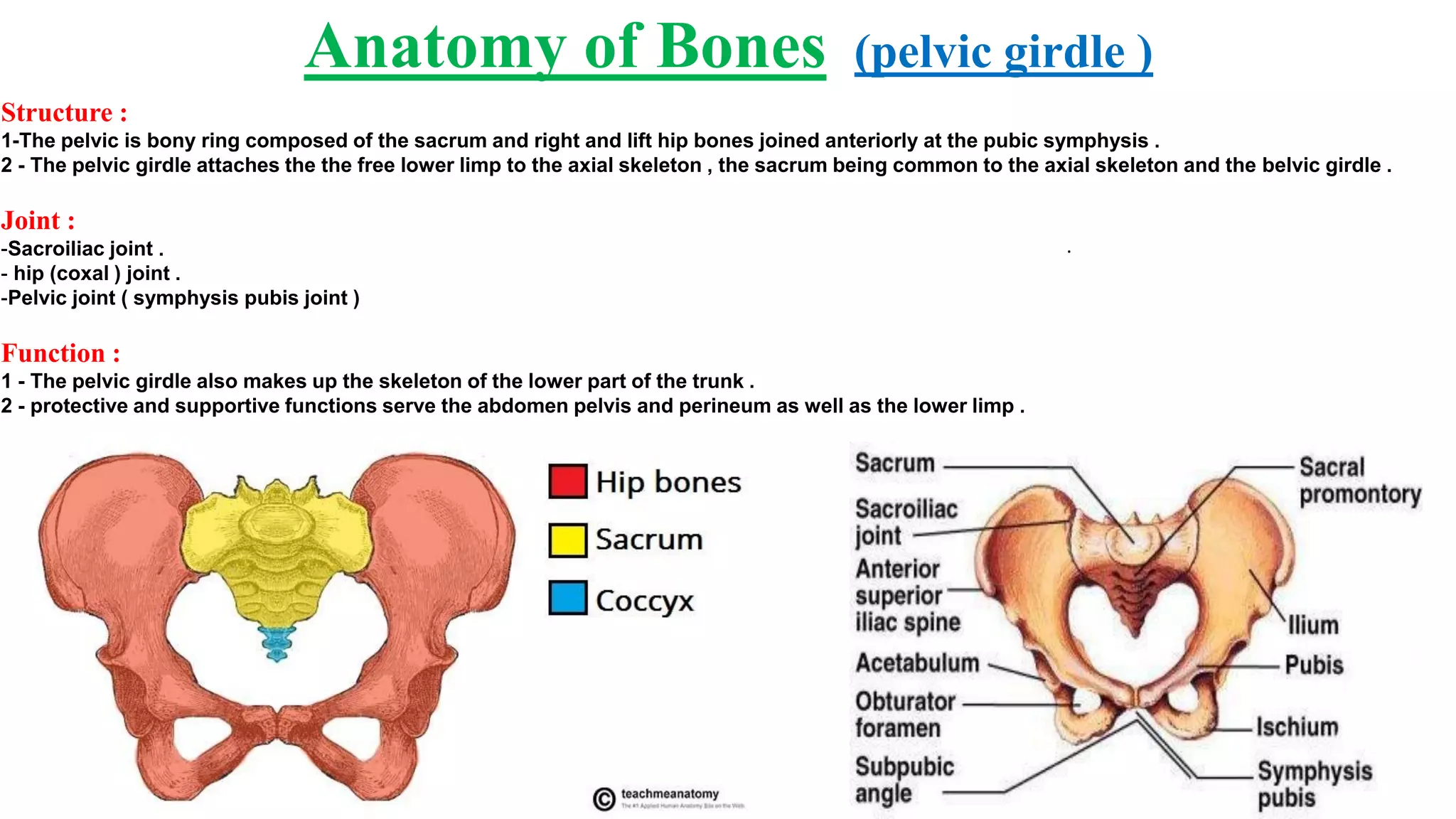 Anatomy (anatomy of bone, joint and muscles of lower limb) | PDF