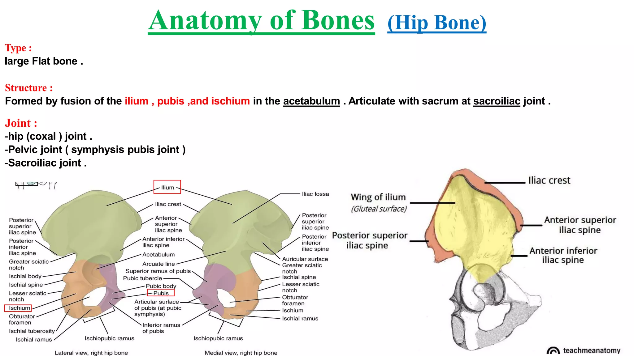 Anatomy (anatomy of bone, joint and muscles of lower limb) | PDF