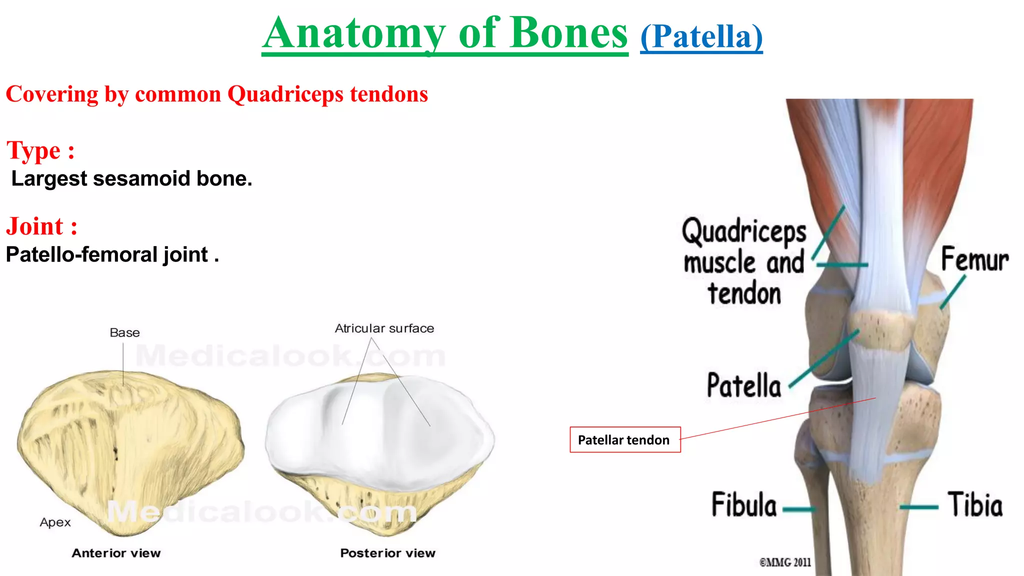 Anatomy (anatomy of bone, joint and muscles of lower limb) | PDF